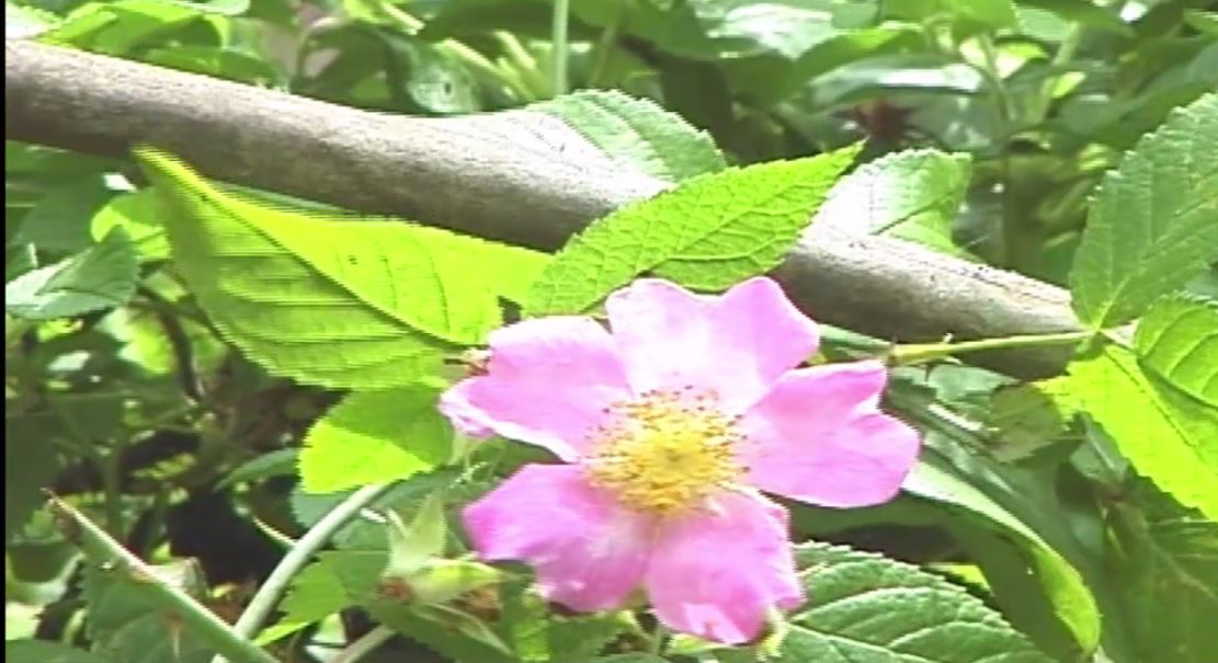 Herbal Roundtable in the Wilderness with D’Coda – Ozark Herbal Academy, LLC